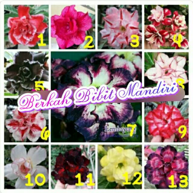 Jual Paket 10 Batang Bibit Bunga Kamboja Jepang Adenium Triple Warna ...