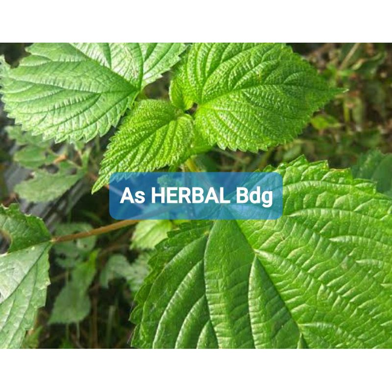 Jual Daun Jelatang daun gatal atau daun pulus segar 400 gram-az ...