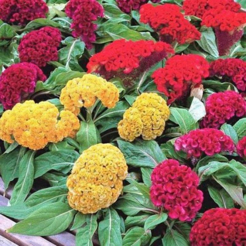 Jual 30 Benih Bunga Celosia Argentea Bibit Tanaman Bunga Celosia ...