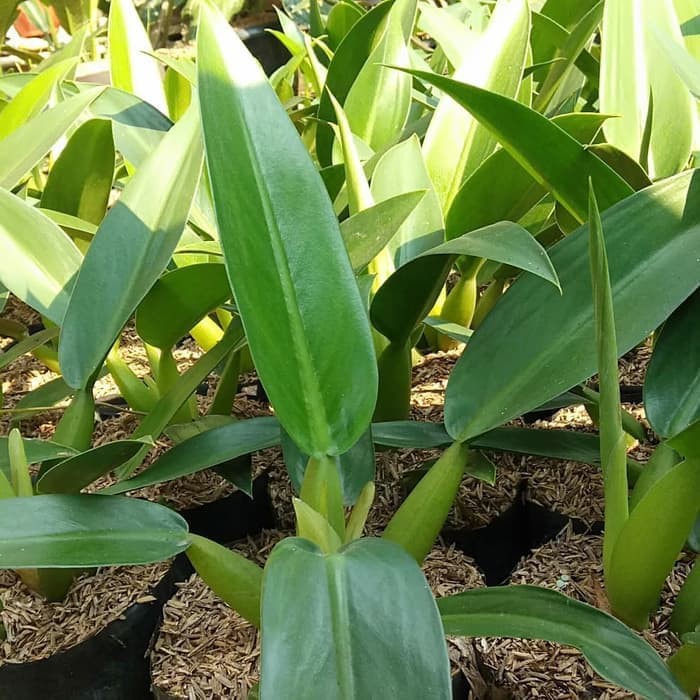 Jual Tanaman Hias Philo Katak - Philo Eceng | Shopee Indonesia