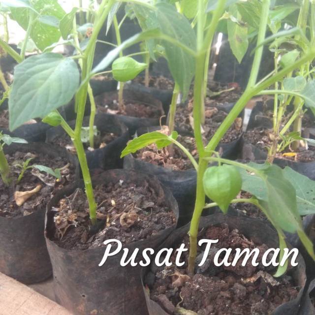 Jual Herbal bibit tanaman ciplukan cecendet kopok-kopokan nyurnyuran ...