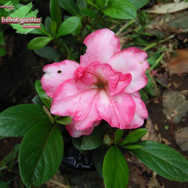 Jual Azalea Bunga Merah Putih Tumpuk - Saliyah Merah Putih Tumpuk ...