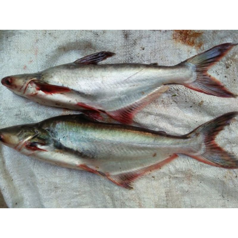 Jual Ikan Patin Segar 1 kg | Shopee Indonesia