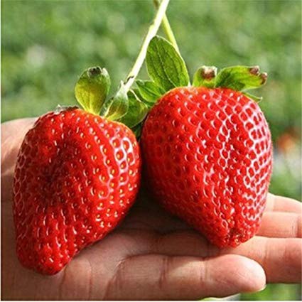 Jual Bibit / Benih Biji Buah Strawberry Giant Fruit Stroberi Besar ...