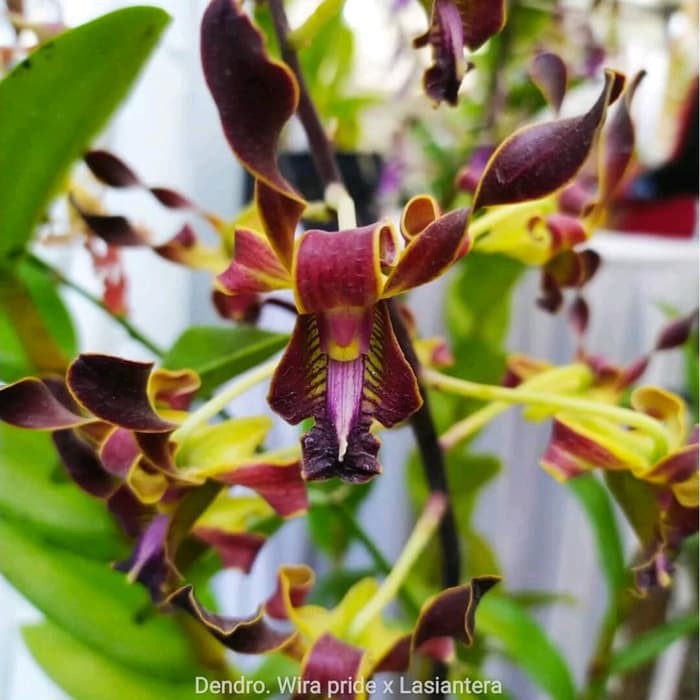 Jual bibit Anggrek Dendrobium Lasiantera X Wira pride seedling | Shopee ...