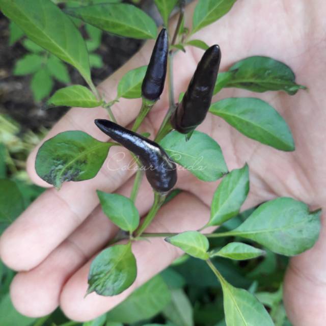 Jual Benih cabe rawit hitam isi 15 biji | Shopee Indonesia