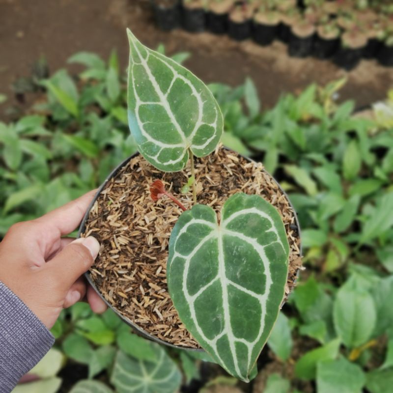 Jual Tanaman Hias Anthurium Kuping Gajah Mini | Shopee Indonesia