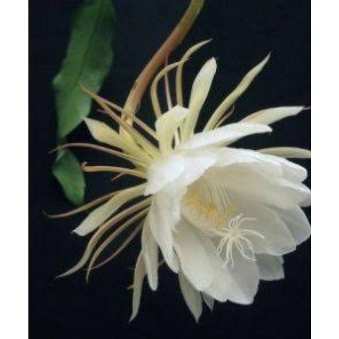 Jual WIJAYA KUSUMA DAUN BESAR (BUNGA BESAR) | Shopee Indonesia