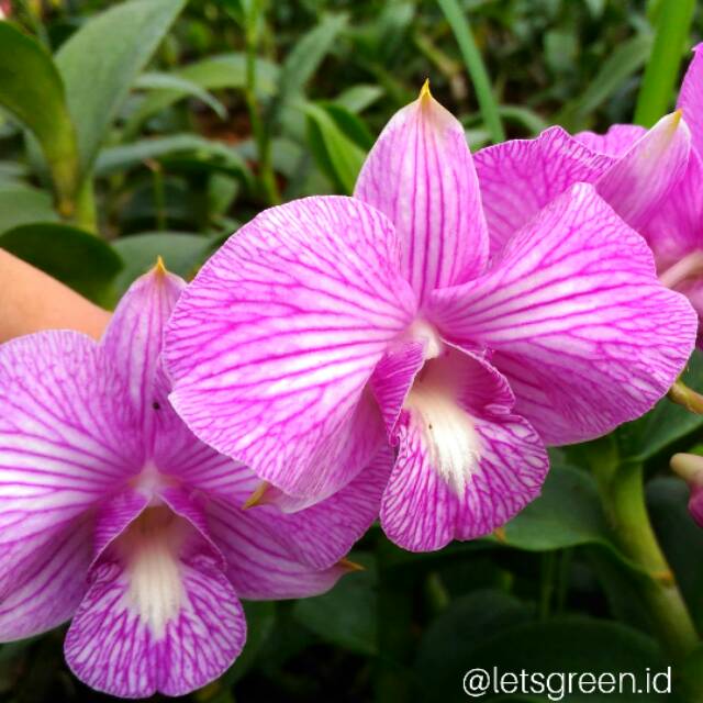 Jual Anggrek Dendrobium Arindang Green X Burana Stripe | Shopee Indonesia