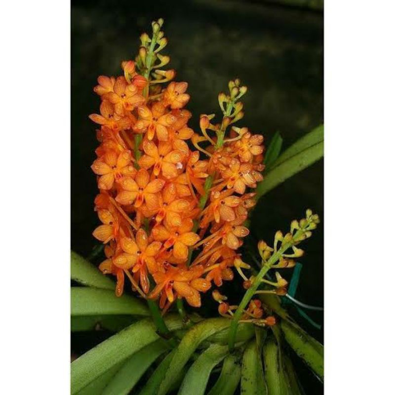 Jual Anggrek Vanda Ascomini | Ascocentrum Miniatum | Shopee Indonesia