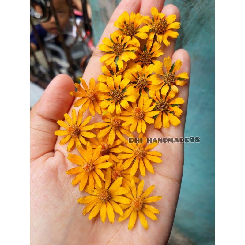 Jual 10 pcs bunga kering asli(bisa untuk resin) | Shopee Indonesia