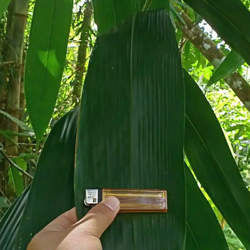 Jual 25 lembar Daun Bambu/Daun Bacang/Daun Bakcang/Daun Sumpil | Shopee ...