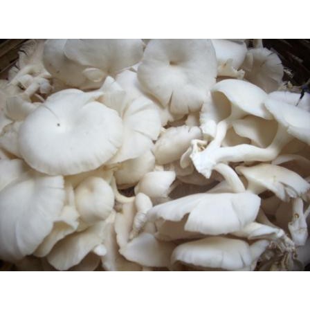 Jual PASAR ONLINE MURAH -JAMUR TIRAM 250gr | Shopee Indonesia