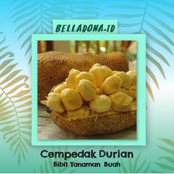 Jual Bibit Tanaman Buah Cempedak Durian 40cm (WISATA FLORA) | Shopee ...