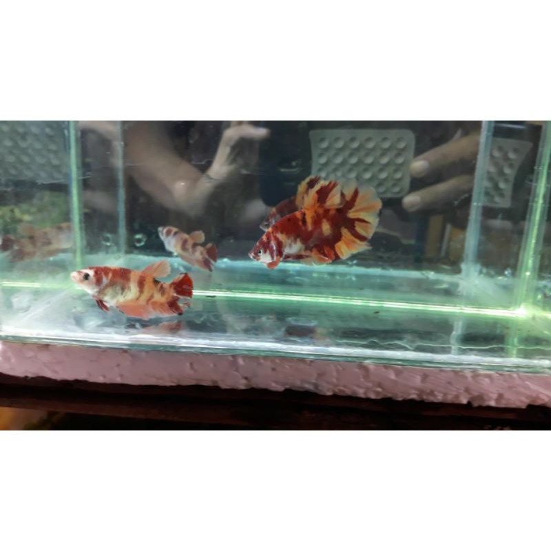 Jual 1 Pair Cupang plakat Nemo ( 100% ikan sama seperti dividio/foto ...