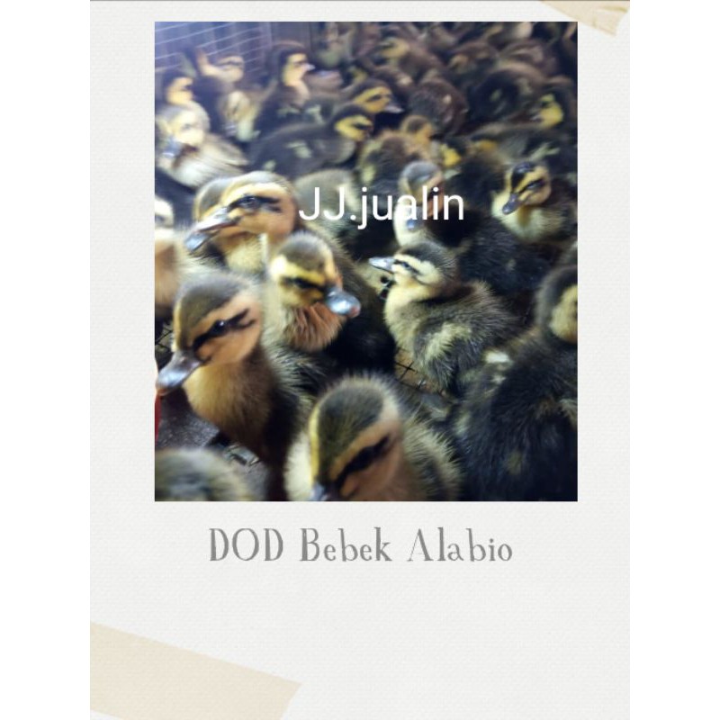 Jual anak bebek alabio - alabio jantan - dod alabio | Shopee Indonesia