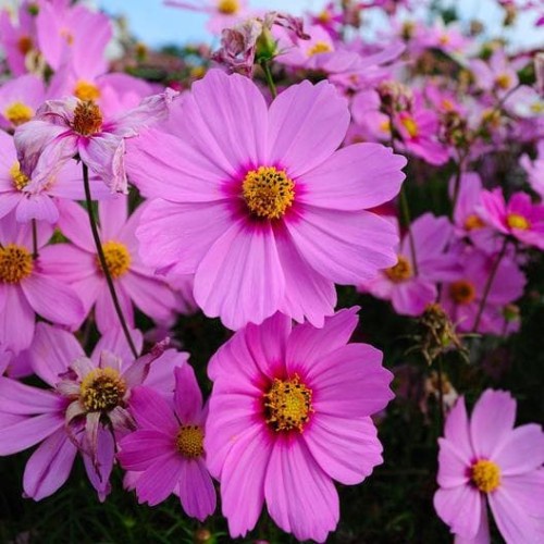 Jual Victory Seed Bibit Benih Bunga Kenikir Cosmos Pink (Isi 2 Biji ...