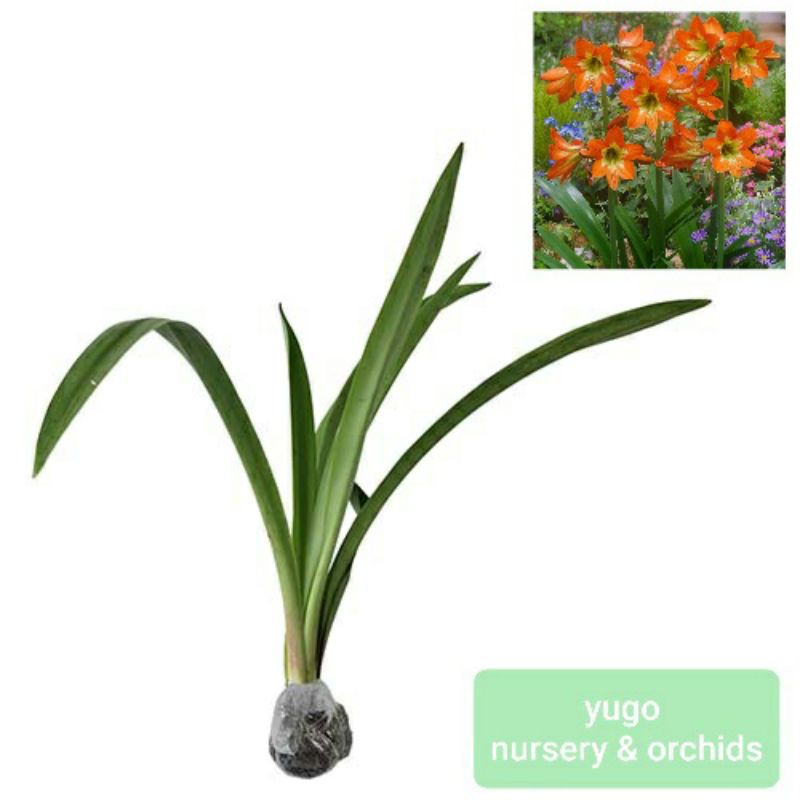 Jual tanaman hias bunga amarilis oren rawatan berdaun dan berumbi ...