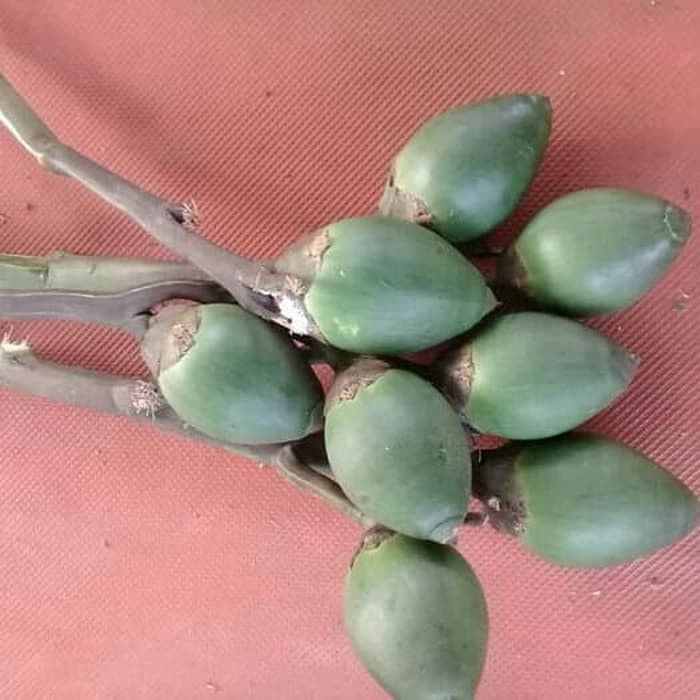 Jual buah pinang muda 500 grm | Shopee Indonesia