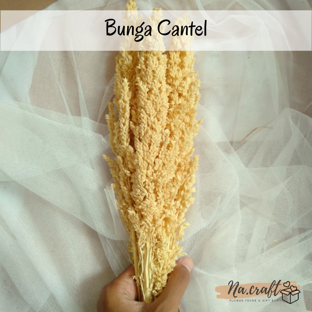 Jual Bunga Cantel / Sorgum bunga gandum (5-6 tangkai) | Shopee Indonesia