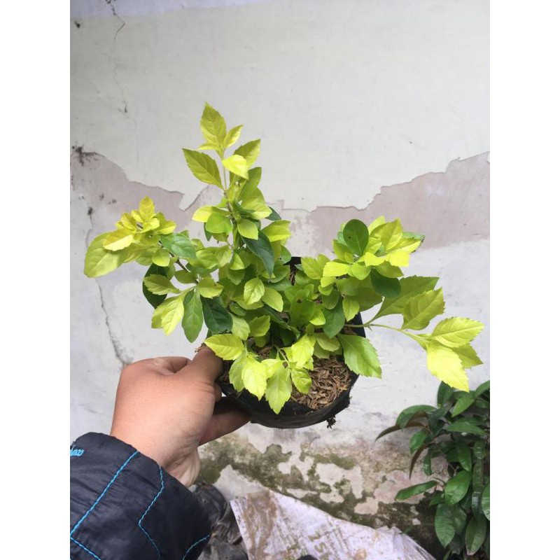 Jual Golden teh teh an/kemiti kemitian | Shopee Indonesia