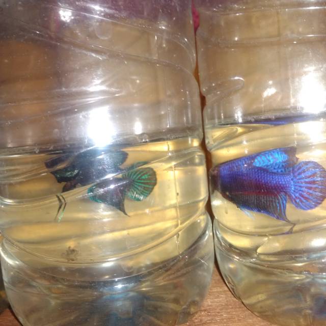 Jual Ikan cupang aduan/bagan | Shopee Indonesia