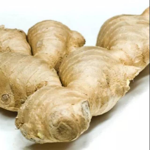 Jual Temu putih | Shopee Indonesia