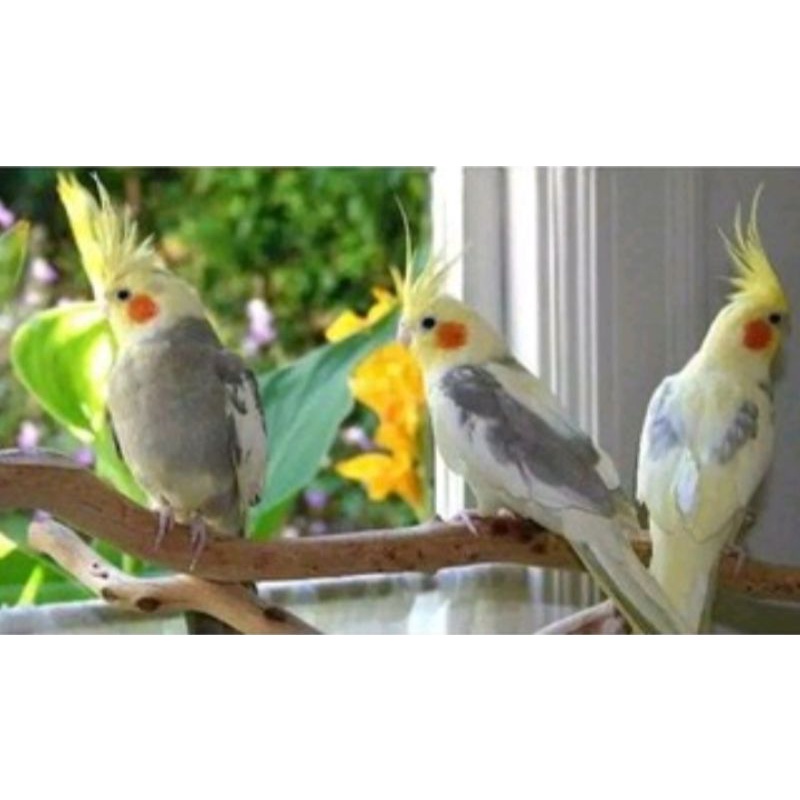 Jual burung falk parkit Australia | Shopee Indonesia