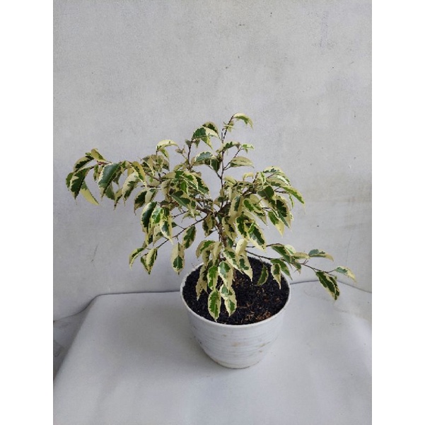 Jual tanaman ficus benjamin variegata | Shopee Indonesia