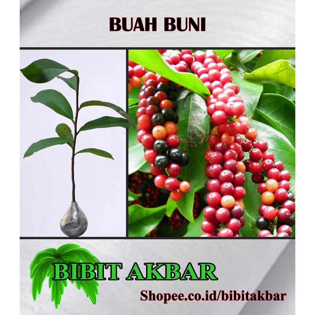 Jual Tanaman Buah Buni (Tinggi 40 - 60 cm) | Shopee Indonesia