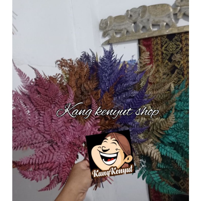 Jual Daun pakis/ daun paku 1 ikat | Shopee Indonesia
