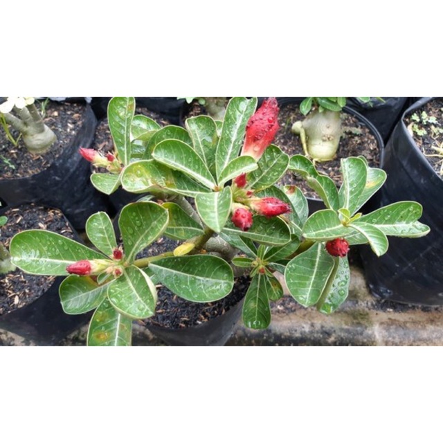 Jual Adenium Graf kembang triple size B outdoor dan indoor plants ...