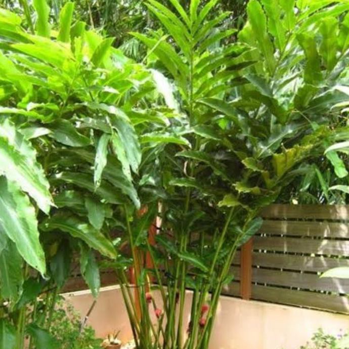 Jual Pjr Bibit Tanaman Honje Kecombrang,Honje Merah,Tanaman Herbal ...