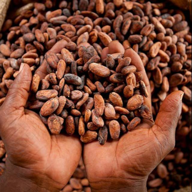 Jual Biji Coklat Kakao Kering Unggulan 1kg | Shopee Indonesia