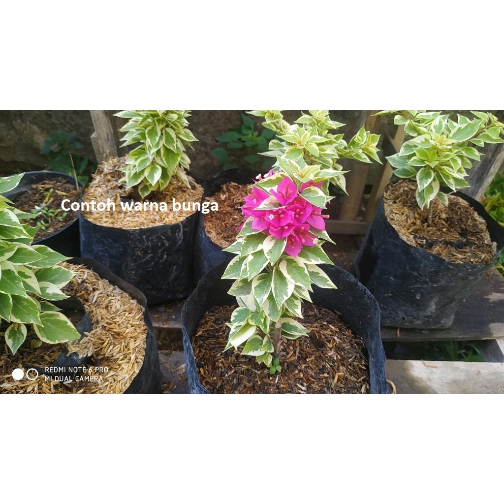 Jual Bugenvile Singapur Varigata Original Shopee Indonesia