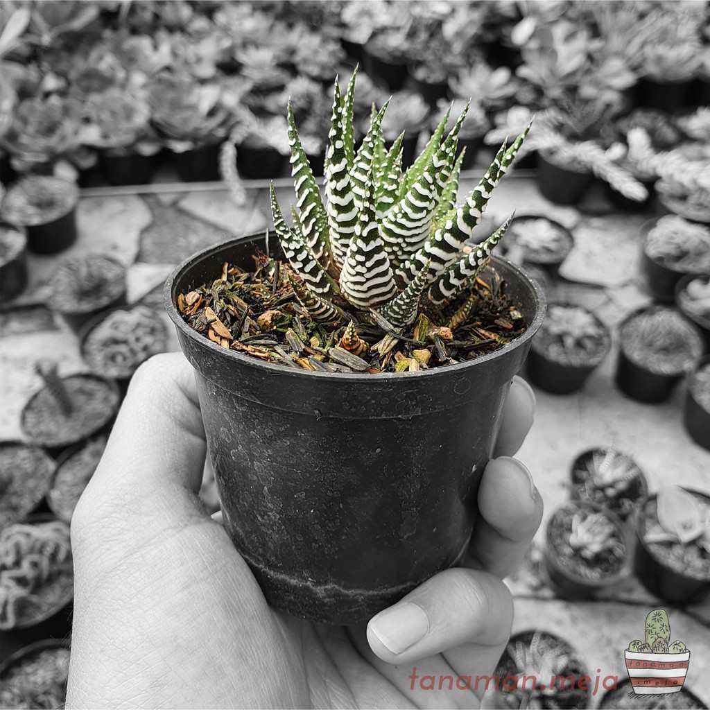 Jual Tanaman Hias Hidup - Kaktus dan Sukulen (Haworthia Zebra ...