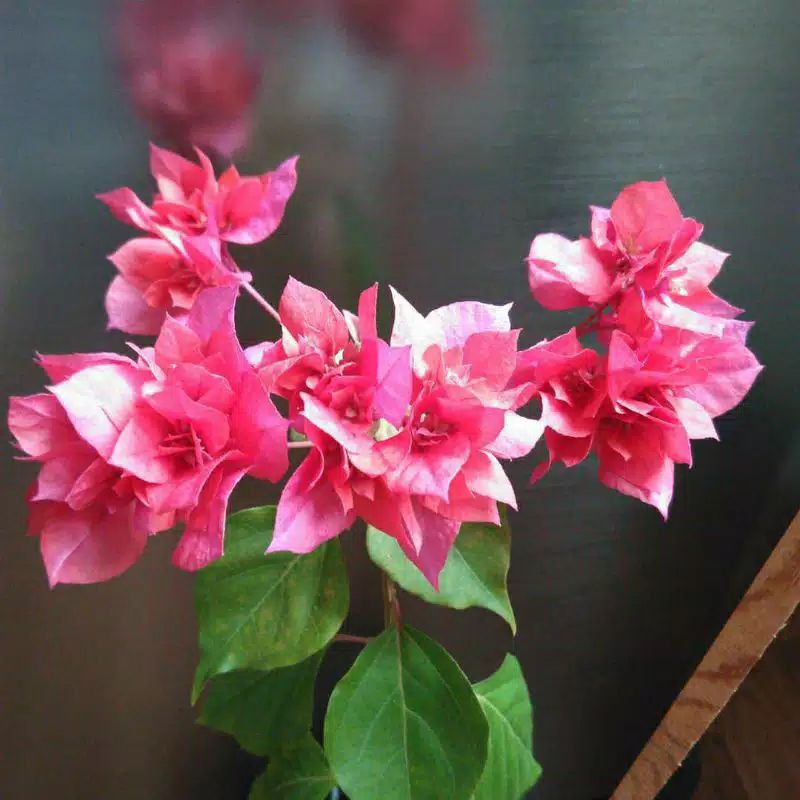 Jual TERBARU!!TANAMAN HIAS BUGENVIL BUNGA KERTAS//PINK LOVE-Bunga ...