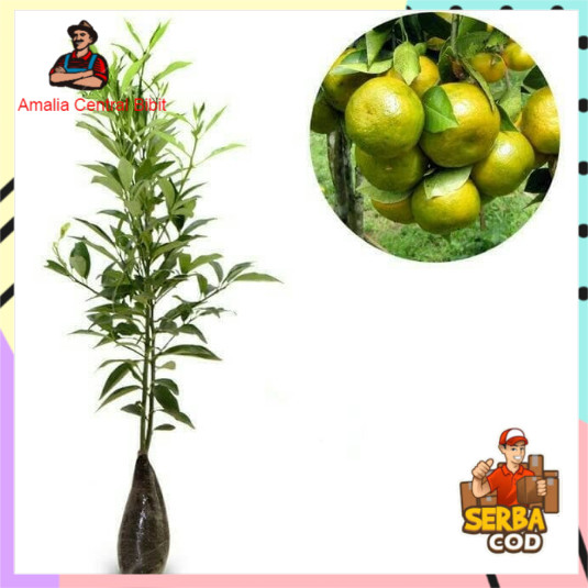Jual Bibit Jeruk Keprok Siem Okulasi | Shopee Indonesia