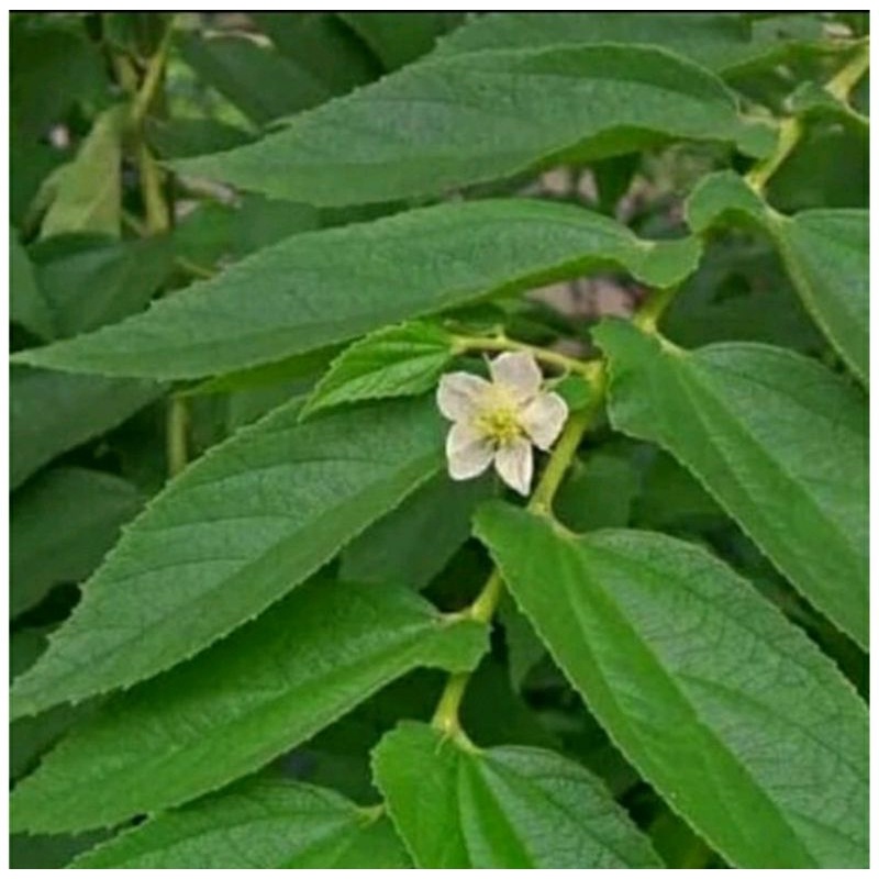 Jual Daun Kersen/kersem atau leci jawa segar baru petik dan termurah ...