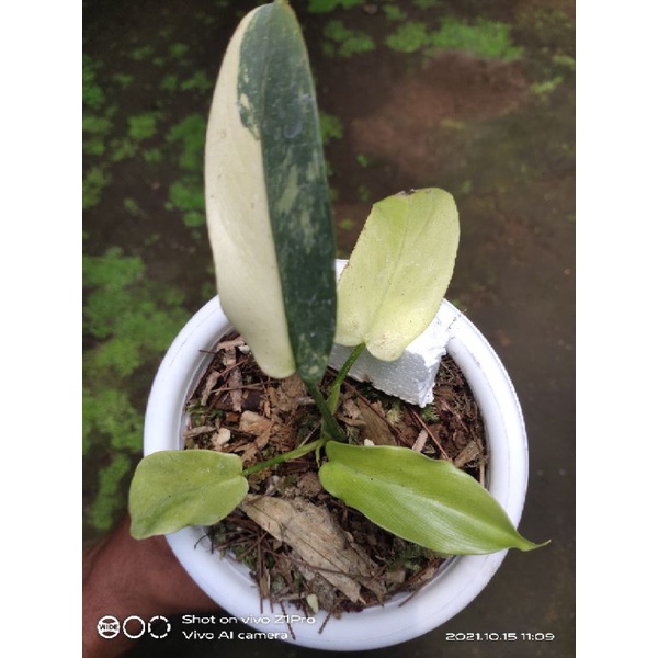 Jual violin varigata | Shopee Indonesia