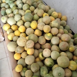 Jual MELON PLONCO BUAH MELON KECIL ( PER BIJI) | Shopee Indonesia