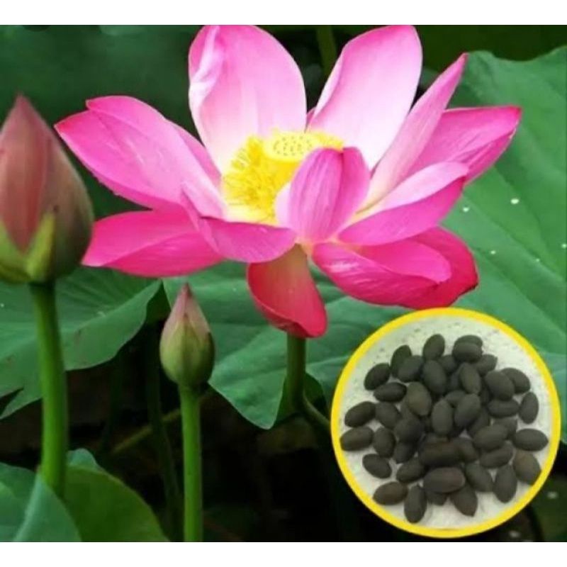 Jual Benih biji bibit Bunga Lotus Pink | Shopee Indonesia
