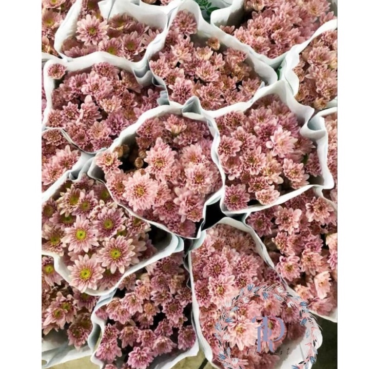 Jual Bunga Aster Jimla | Shopee Indonesia