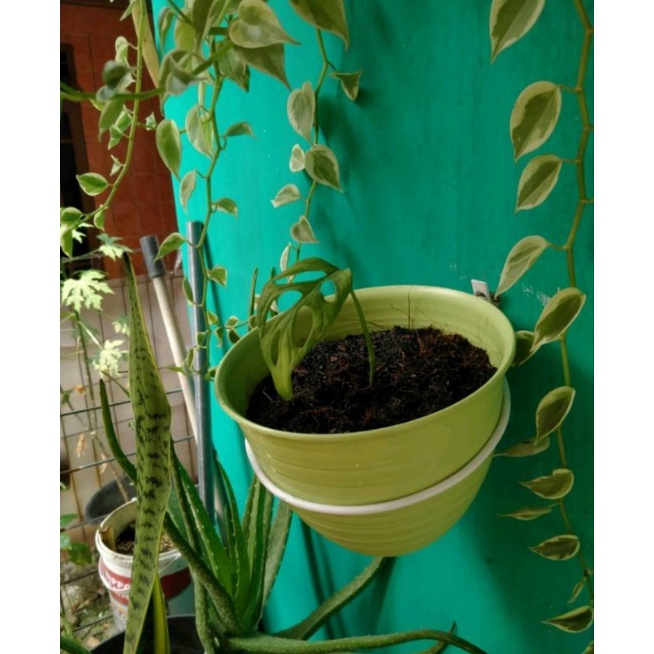 Jual gantungan pot dinding - ring pot dinding - ring pot tempel dinding ...