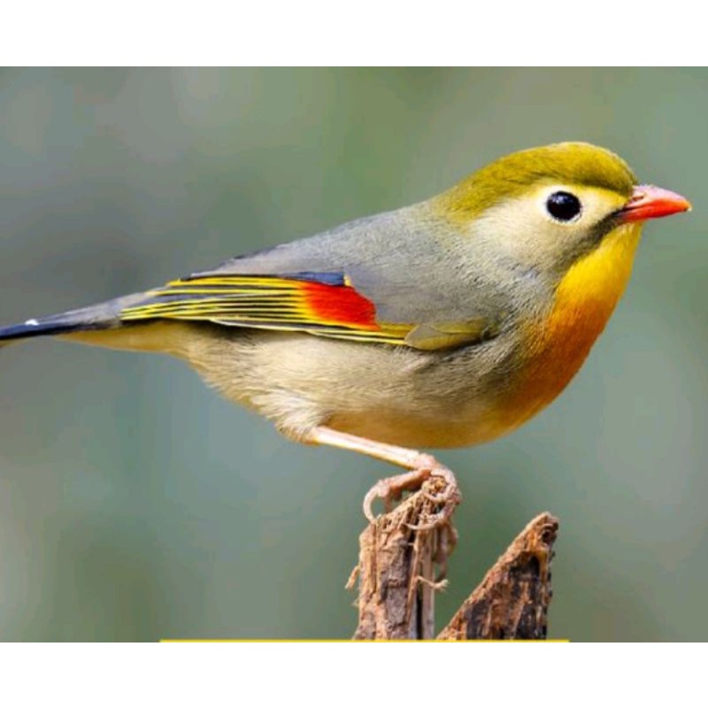 Jual Burung robin jantan impor bunyi | Shopee Indonesia