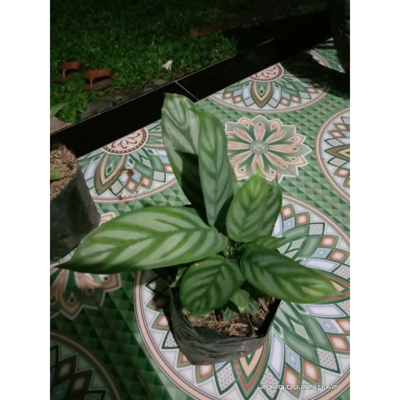 Jual tanaman hias calatea sentosa | Shopee Indonesia