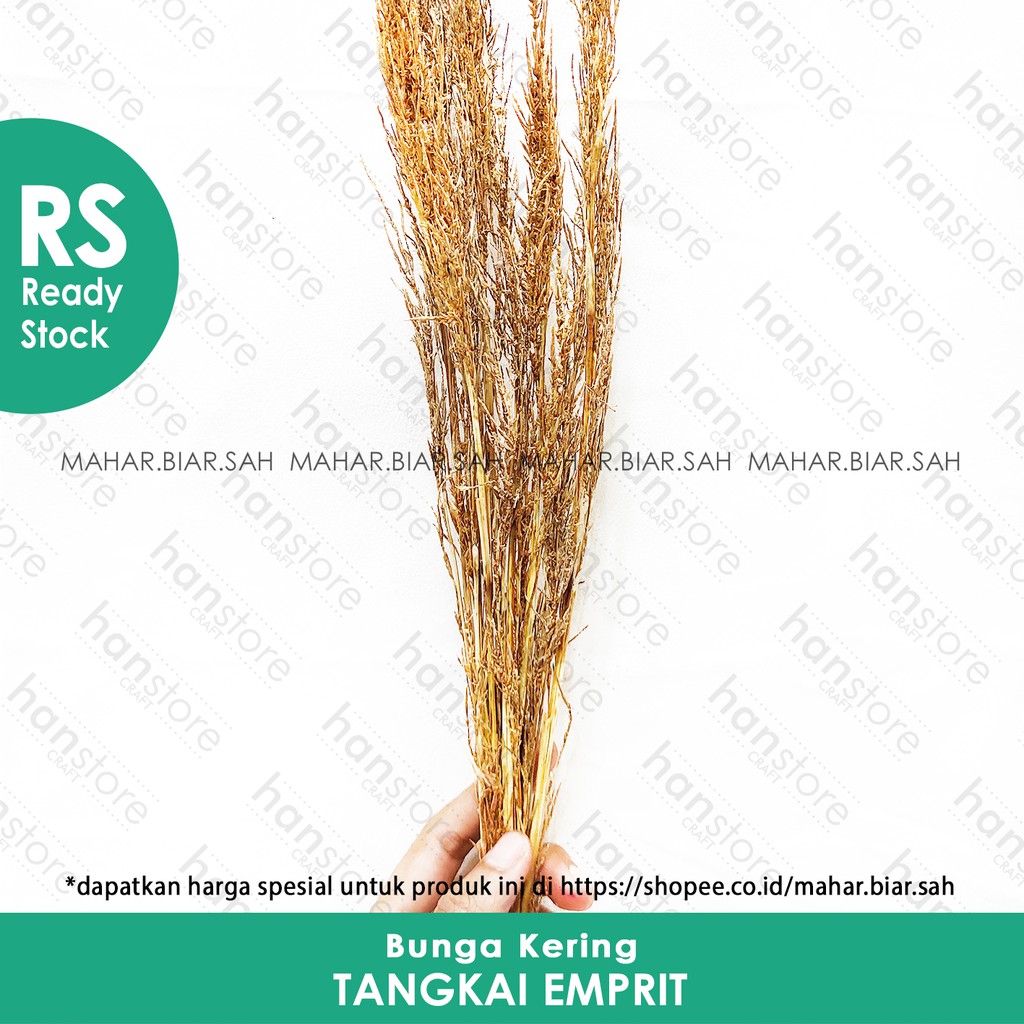 Jual RS 4 Tangkai Bunga Kering Tangkai Emprit | Shopee Indonesia