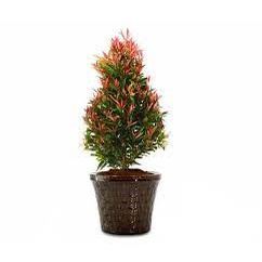 Jual BIBIT PUCUK MERAH (Syzygium myrtifolium) UKURAN 25-35 cm - tanaman ...