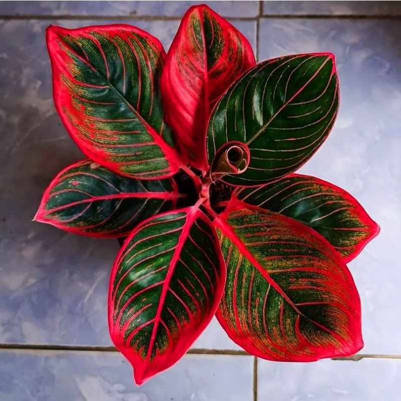 Jual Aglonema red lipstik siam aurora (Tanaman hias aglaonema red ...