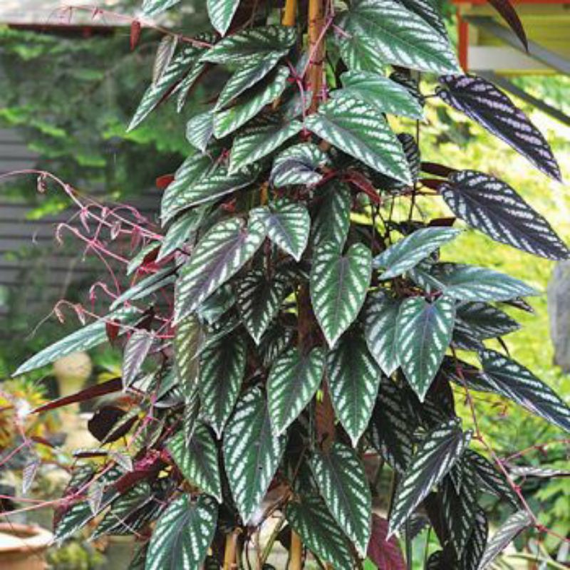 Jual Tanaman hias bunga rambat gantung sirih keraton cissus discolor ...